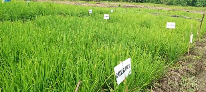CSIR Demonstrates To Rice Growers In E/R The AWD Irrigation Technology ...