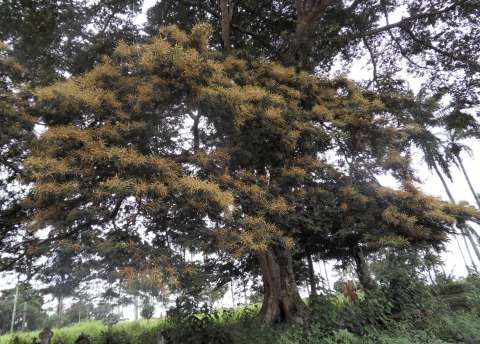 In Five Years Time ‘Odum’ Tree Would Be Extinct – CEO of Bunso Ecopark ...