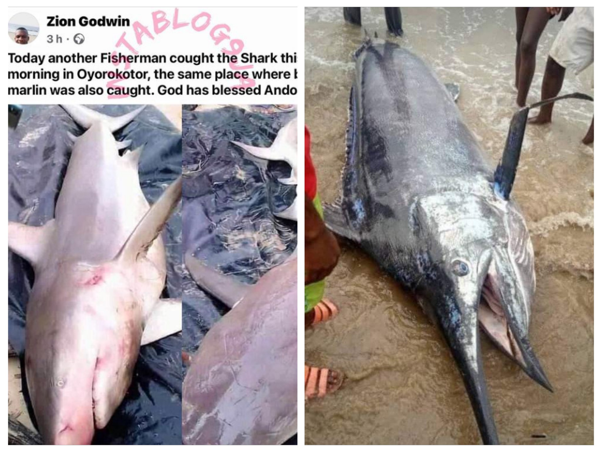 Baby Blue Marlin Fish