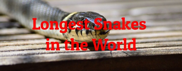 10 Longest Snakes in the World – oppastanonline
