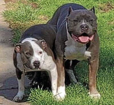 Gotti Razors Edge Pitbulls