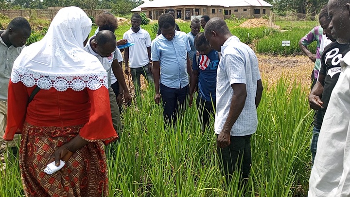 CSIR Demonstrates To Rice Growers In E/R The AWD Irrigation Technology ...