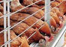 See How Big Obasanjo's Ota Farm is and The Kind of Livestock He Trains ...