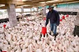 See How Big Obasanjo's Ota Farm is and The Kind of Livestock He Trains ...