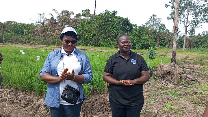 CSIR Demonstrates To Rice Growers In E/R The AWD Irrigation Technology ...