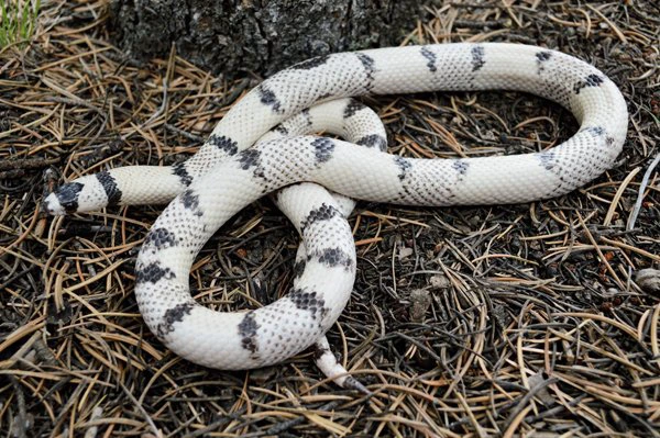 10 Most Beautiful Snakes In The World - Grassroots Newspapers ...