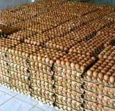 See How Big Obasanjo's Ota Farm is and The Kind of Livestock He Trains ...