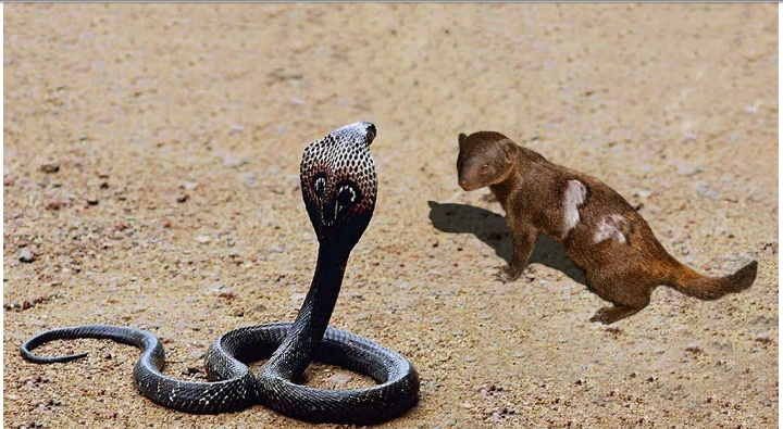 Mongoose Fighting King Cobra