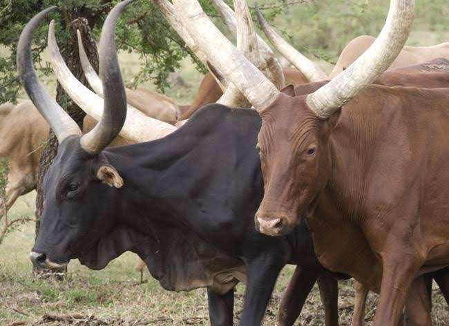 See How Big Obasanjo's Ota Farm is and The Kind of Livestock He Trains ...