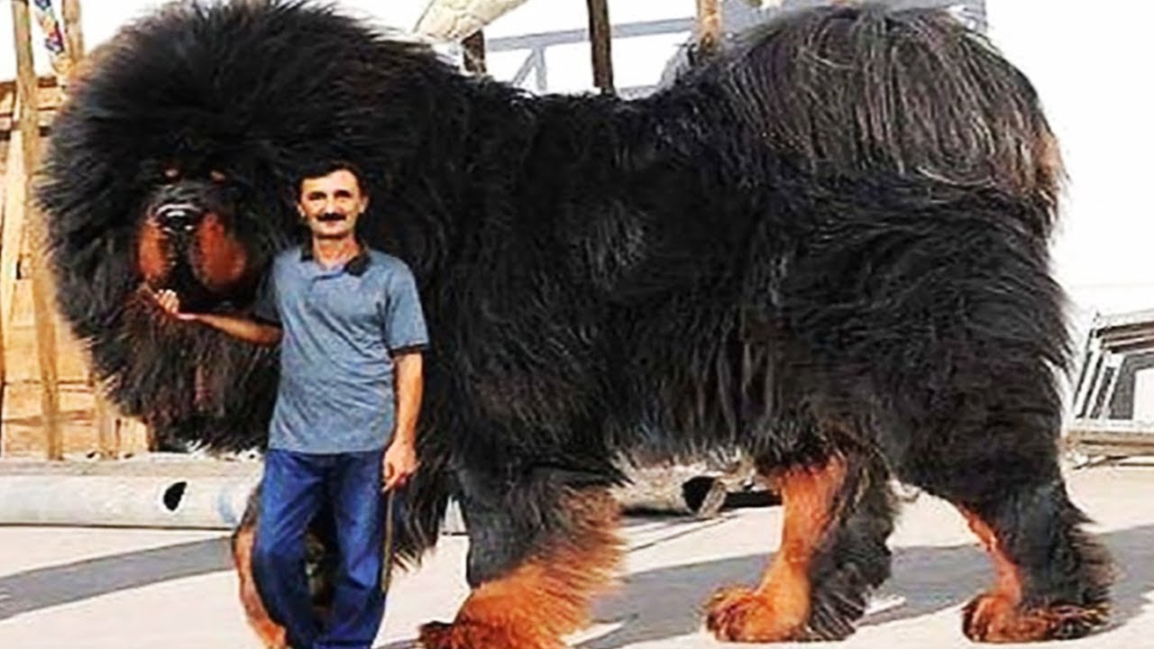Does Tibetan Mastiff Have Lions Blood