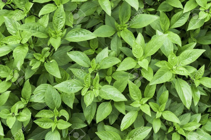 Home remedies to cure Typhoid permanent… – let's talk about health and ...