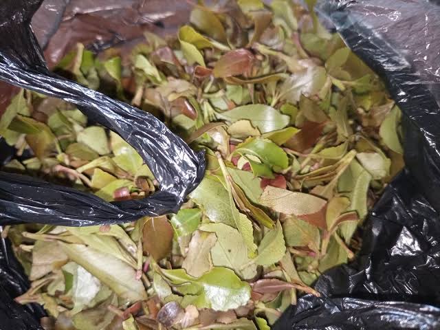 Health Effects Of Chewing Khat. – The African Doctor