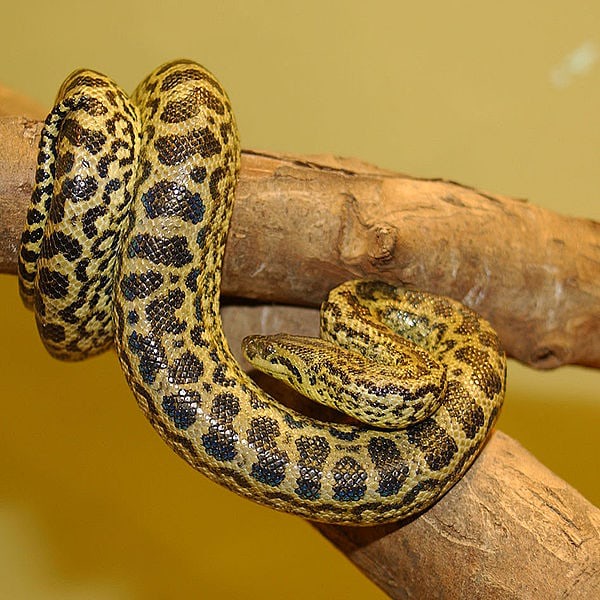 10 Longest Snakes in the World – oppastanonline