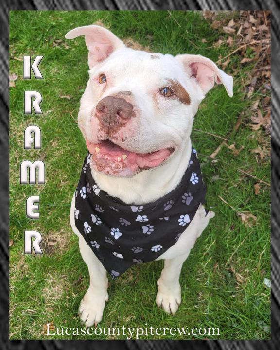 Rottweiler Bull Terrier Mix