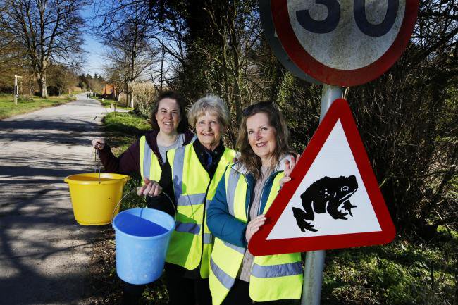Toad Patrol: Meet the volunteers who help amphibians cross the road ...
